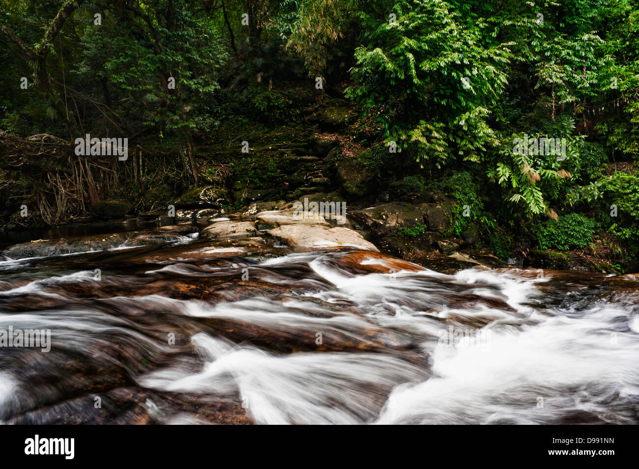 River flowing through a forest, Shillong, Meghalaya, India Stock Photo ...
