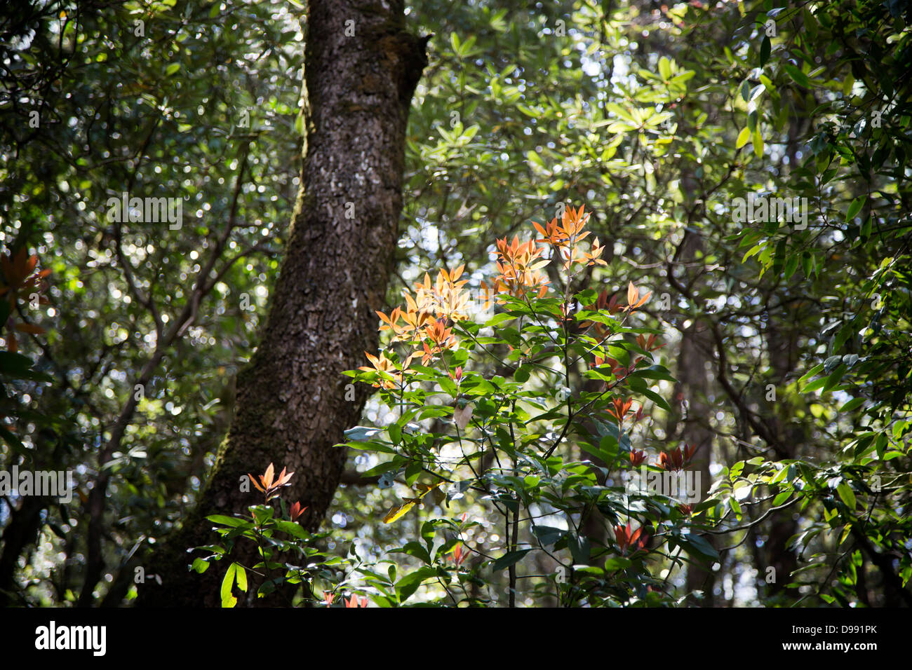 Trees in a forest, Shimla, Himachal Pradesh, India Stock Photo - Alamy