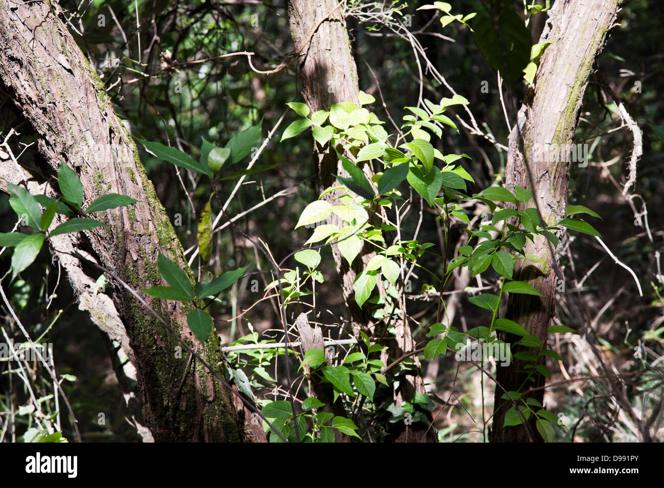 Trees in a forest, Shimla, Himachal Pradesh, India Stock Photo - Alamy