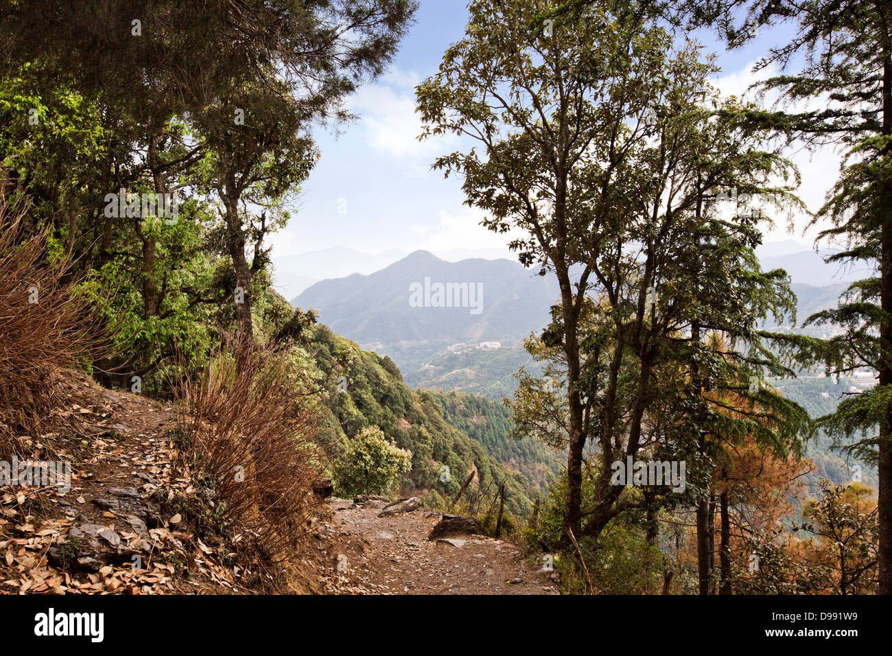 Trees in a valley with mountains in the background, Shimla, Himachal ...