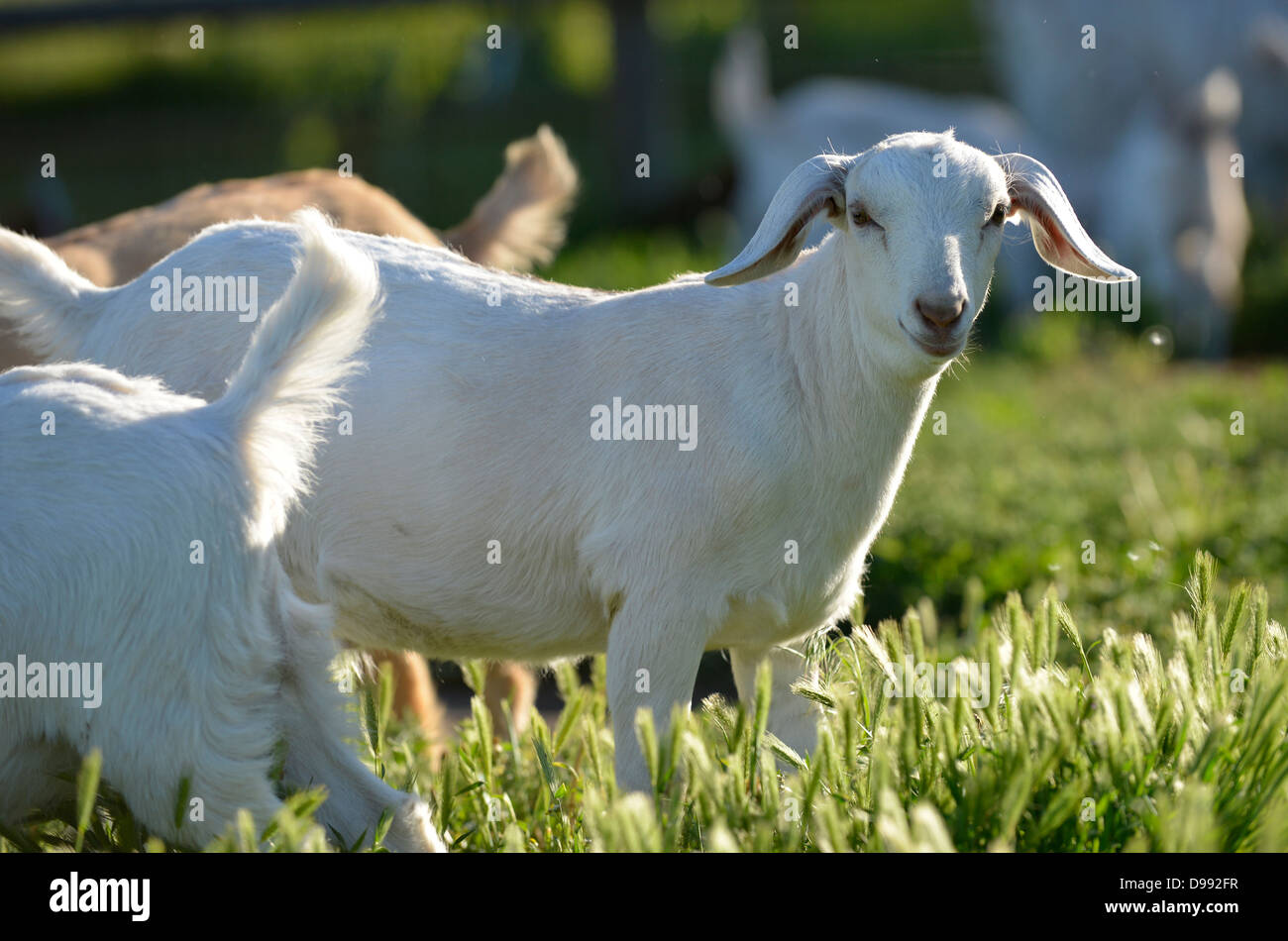 Goat farm oregon hi-res stock photography and images - Alamy