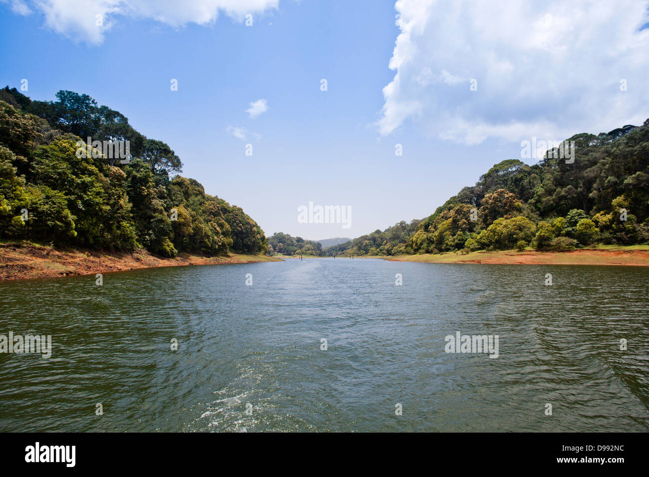 Trees in a forest at the lakeside, Thekkady Lake, Thekkady, Periyar ...