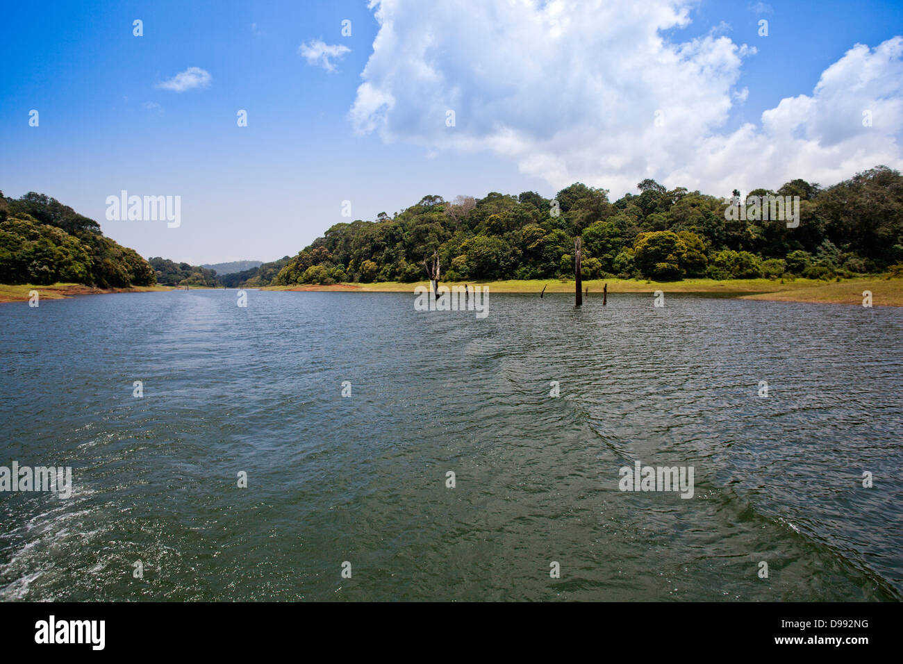 Trees in a forest at the lakeside, Thekkady Lake, Thekkady, Periyar ...