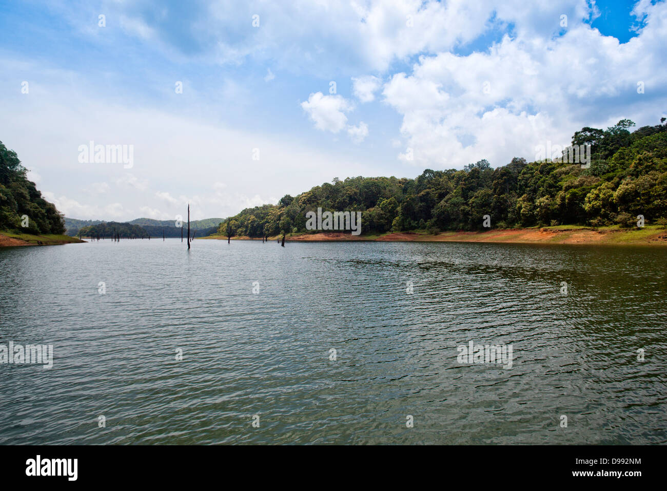 Trees in a forest at the lakeside, Thekkady Lake, Thekkady, Periyar ...