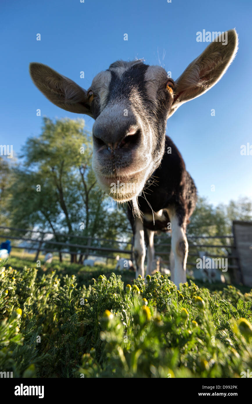 Nanny goat on a farm in Oregon's Wallowa Valley Stock Photo - Alamy