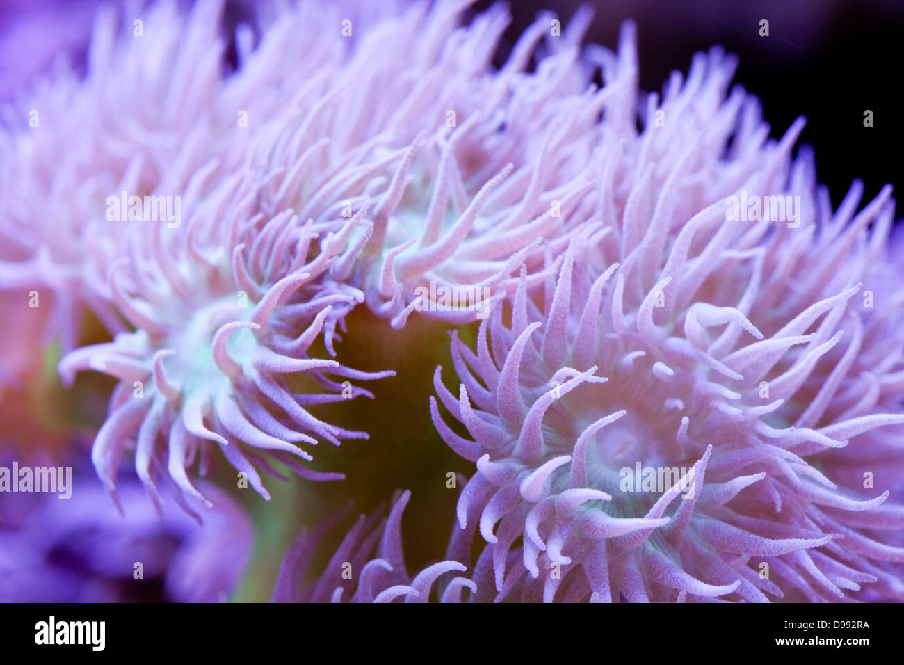 Duncanopsammia axifuga hi-res stock photography and images - Alamy