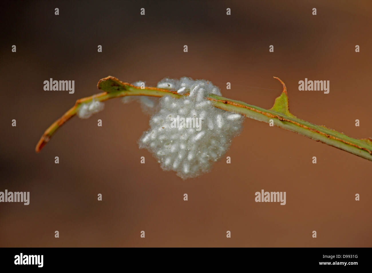 Cotesia hi-res stock photography and images - Alamy