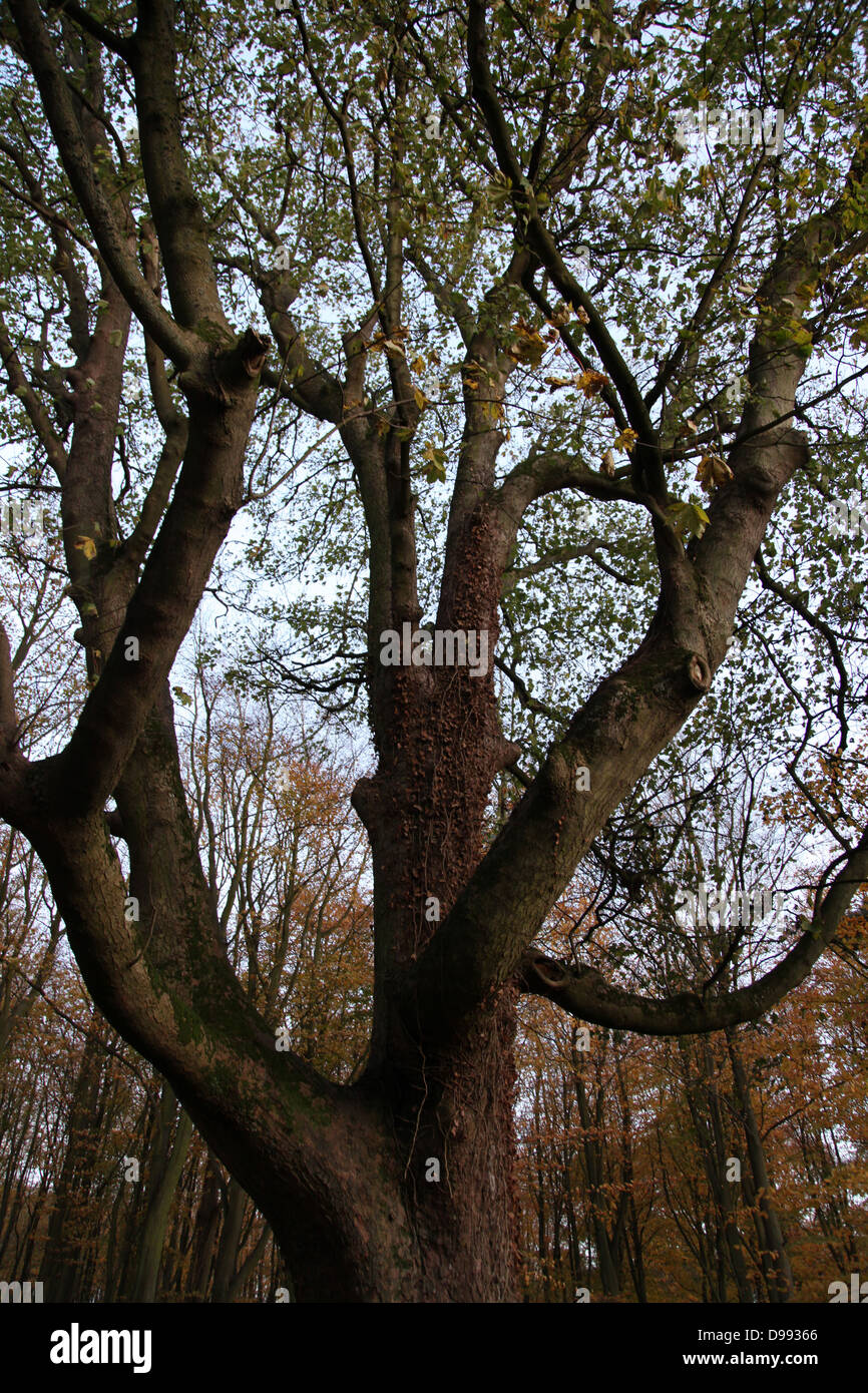 Tree clump trees branches hi-res stock photography and images - Alamy