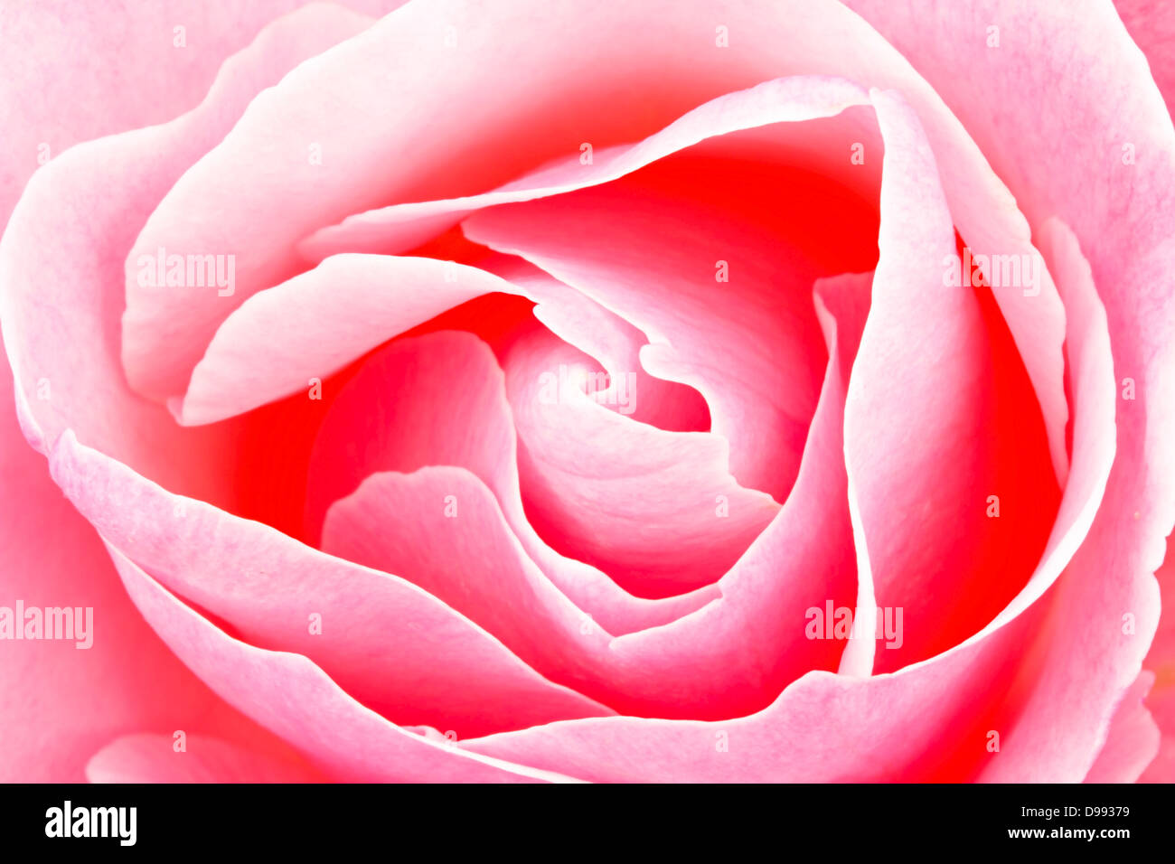 Pink rose macro Stock Photo - Alamy