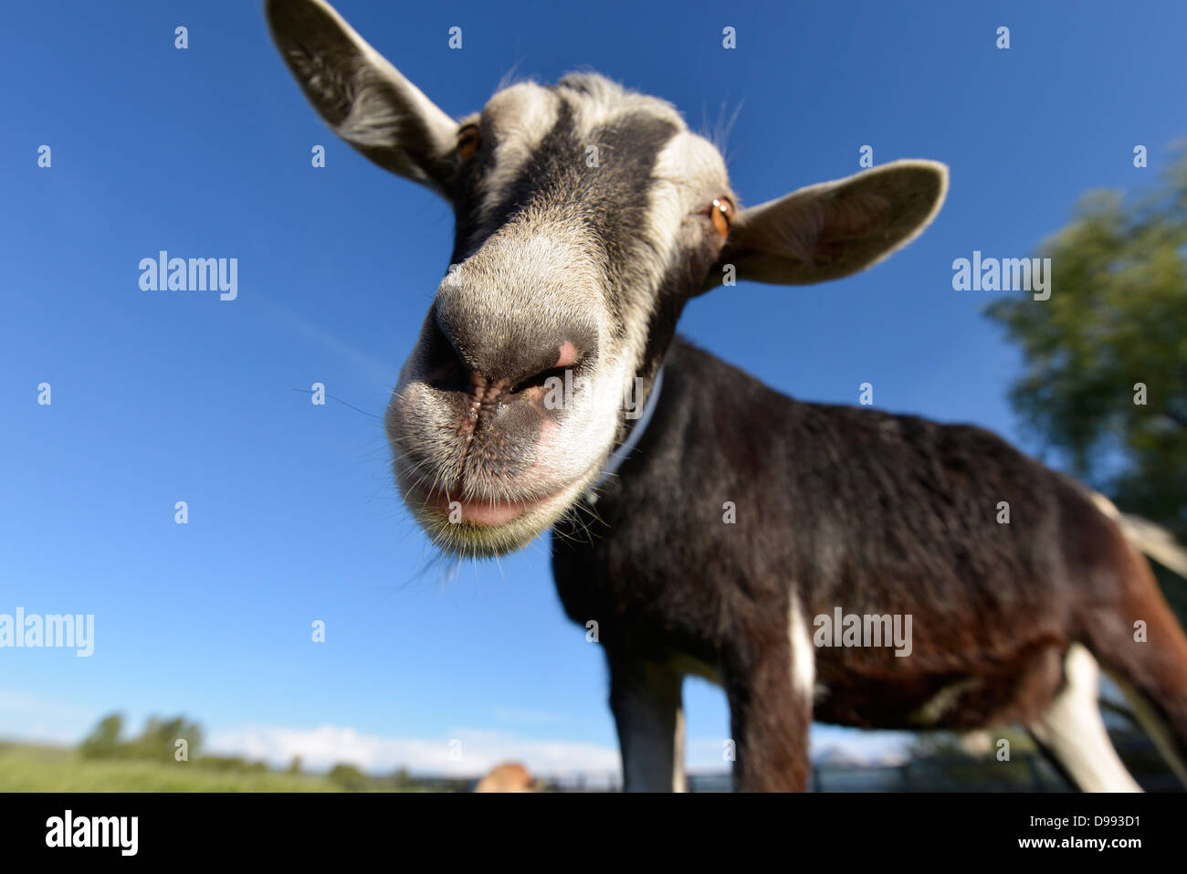 Nanny goat on a farm in Oregon's Wallowa Valley Stock Photo - Alamy
