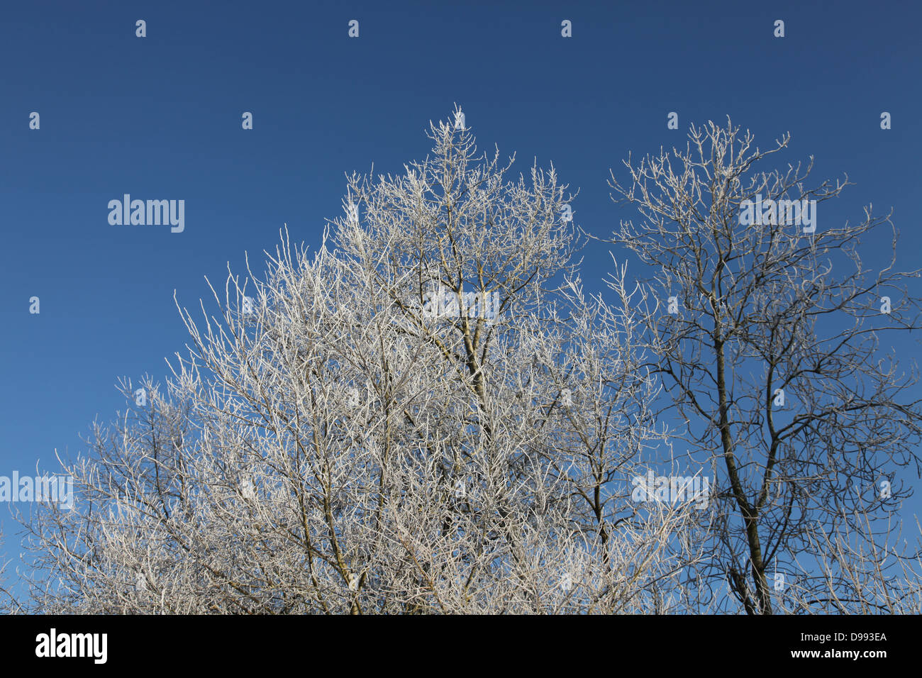 Winter's frost on a tree Stock Photo - Alamy