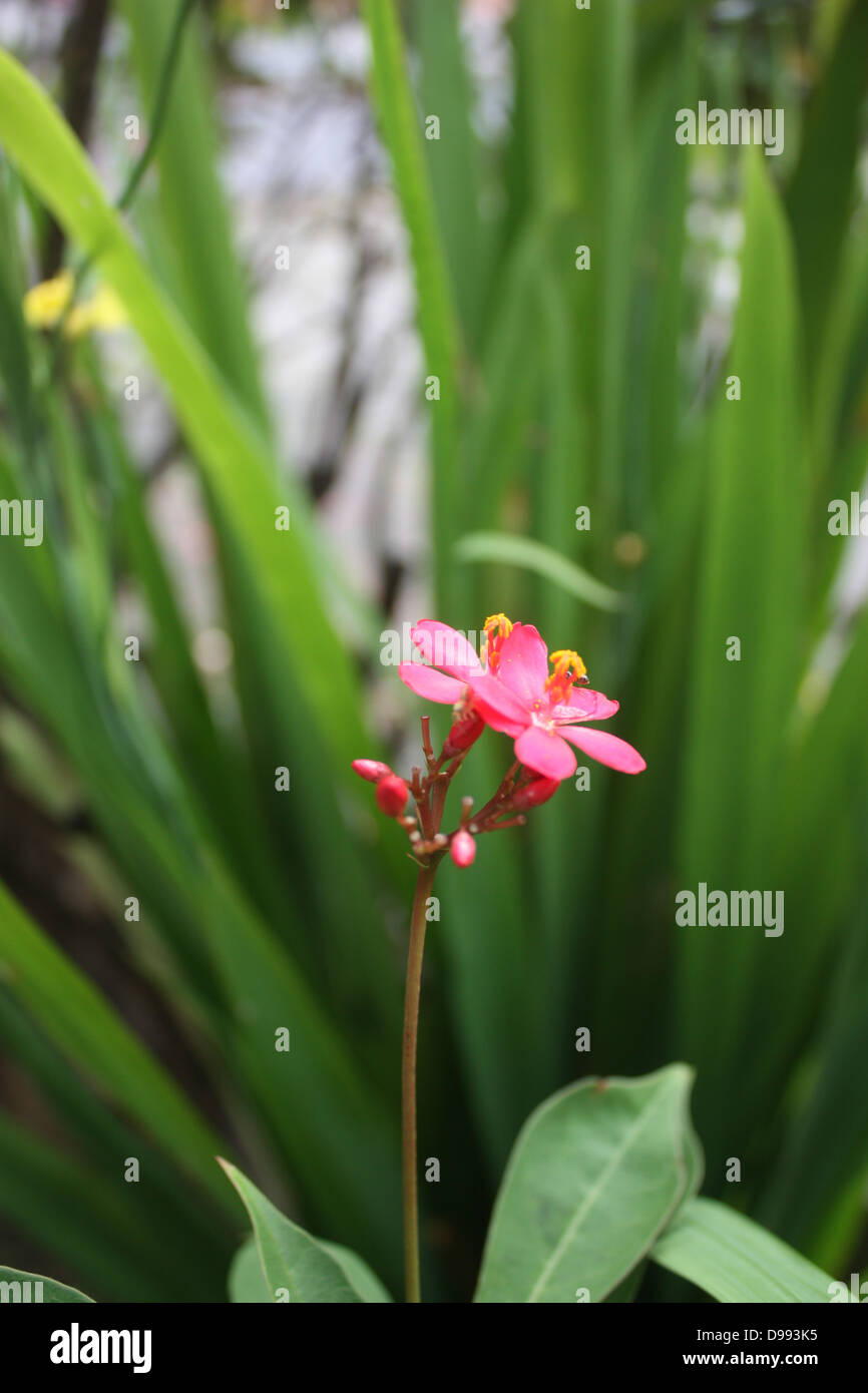 beautiful little flowers Stock Photo - Alamy