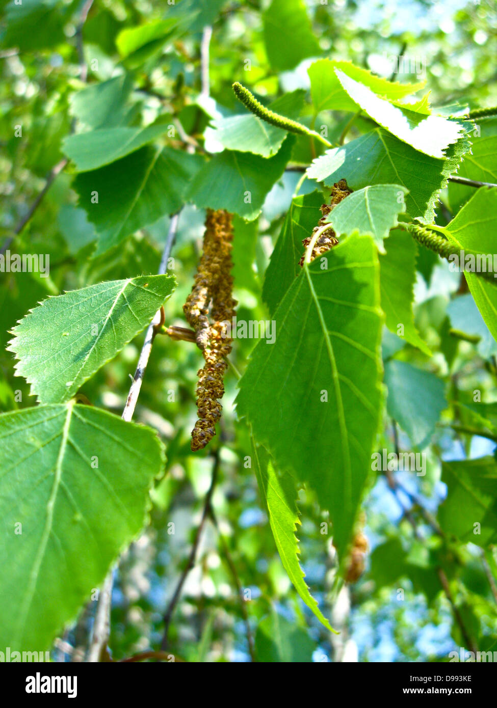 Birch seeds hi-res stock photography and images - Alamy
