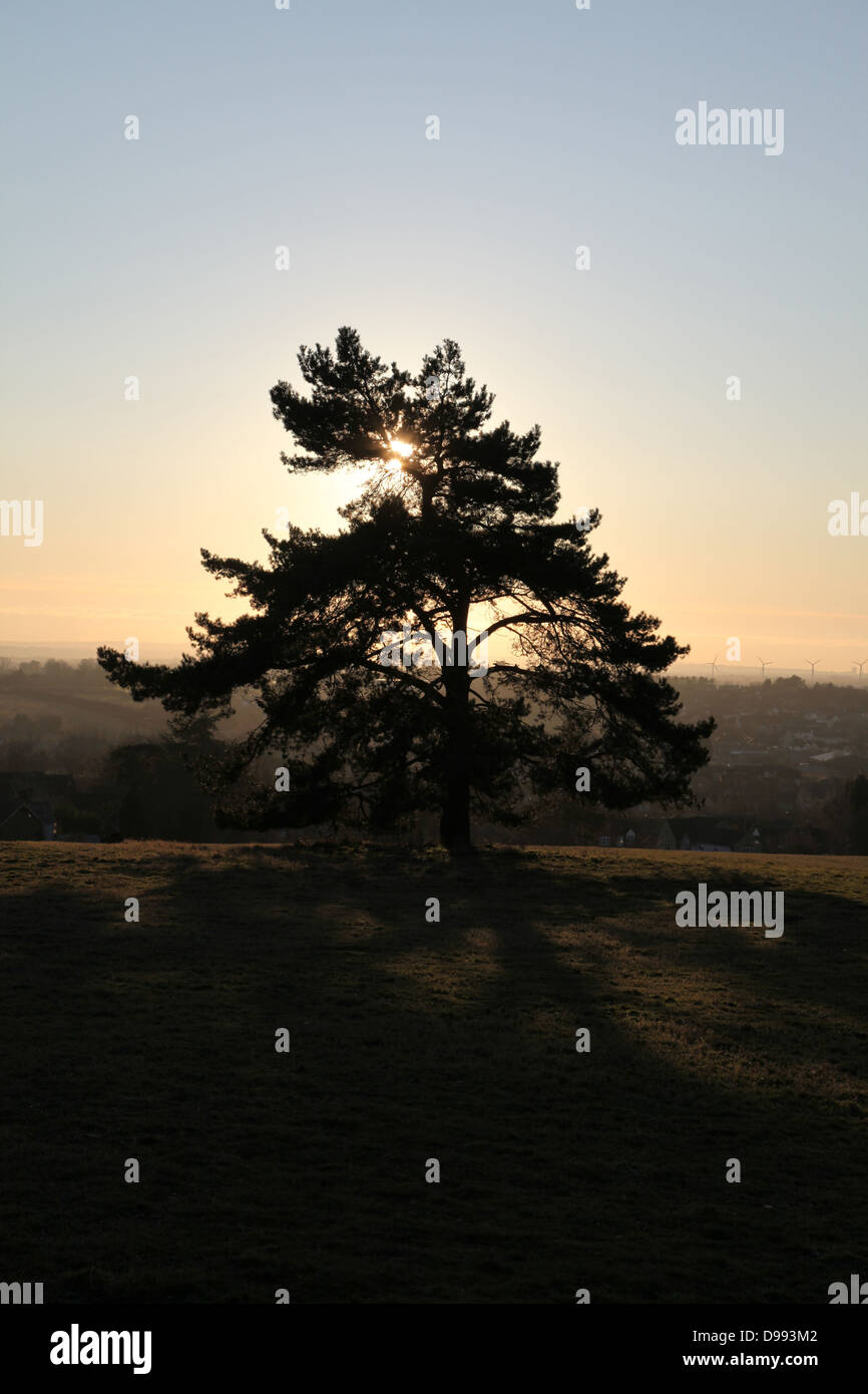 Winter's evening sun through a lone tree on Folly Hill, Faringdon Stock ...