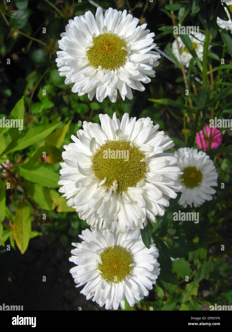 The image of beautiful and bright white asters Stock Photo - Alamy