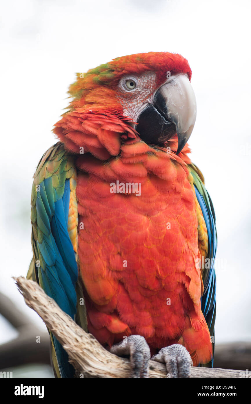 "Diamond" a cross bred Macaw in captivity Stock Photo - Alamy
