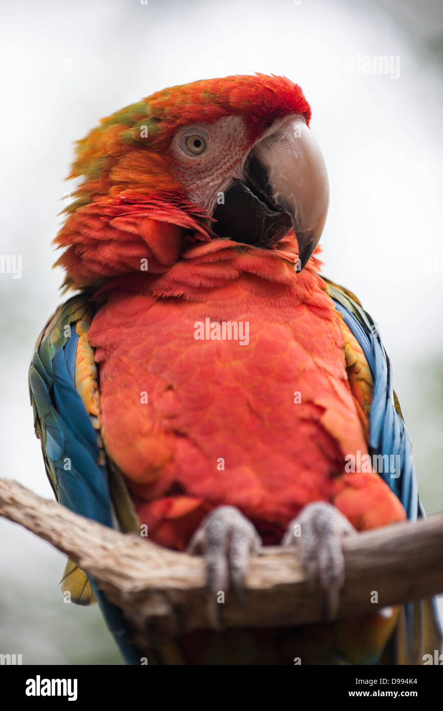 "Diamond" a cross bred Macaw in captivity Stock Photo - Alamy
