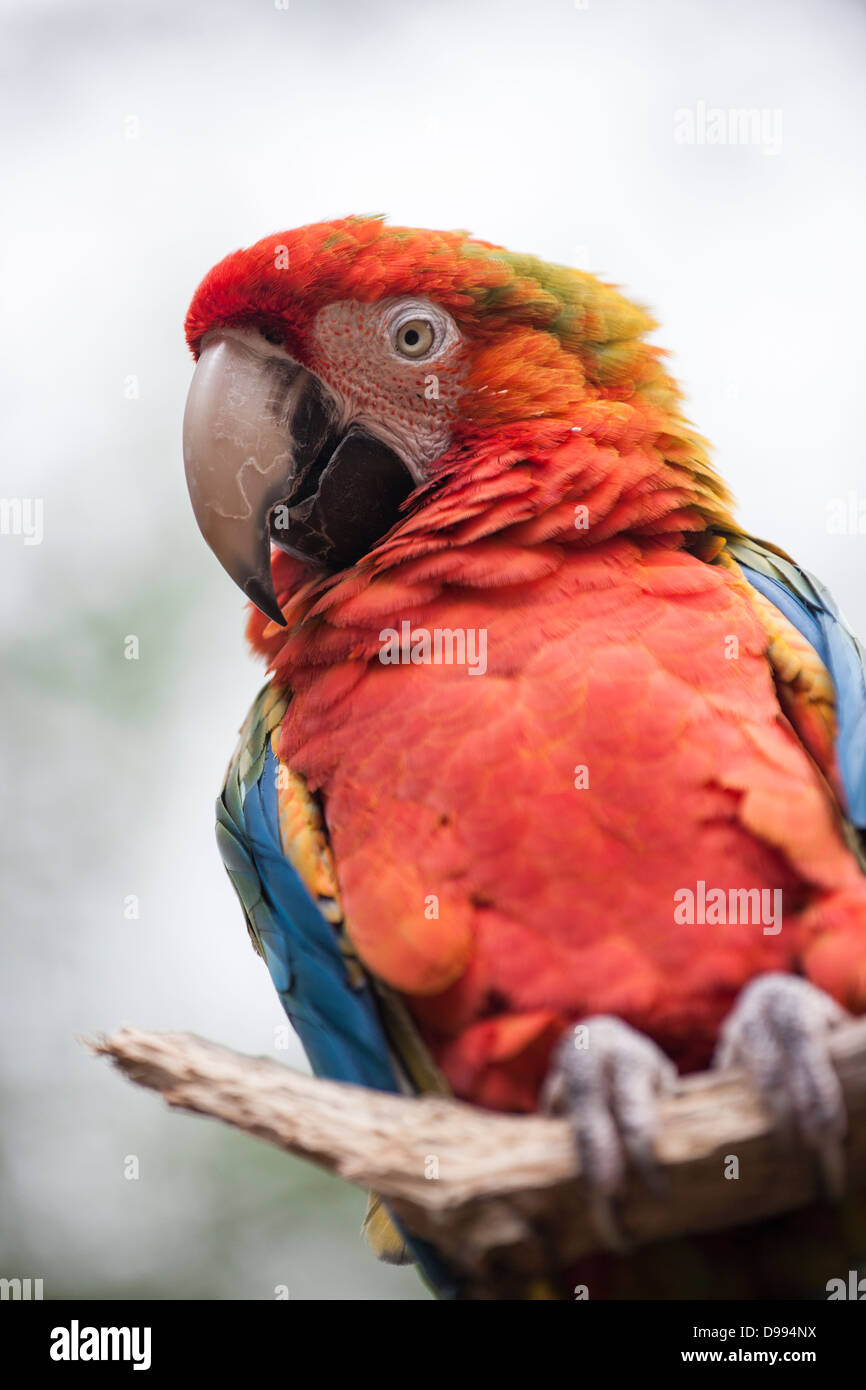 "Diamond" a cross bred Macaw in captivity Stock Photo - Alamy