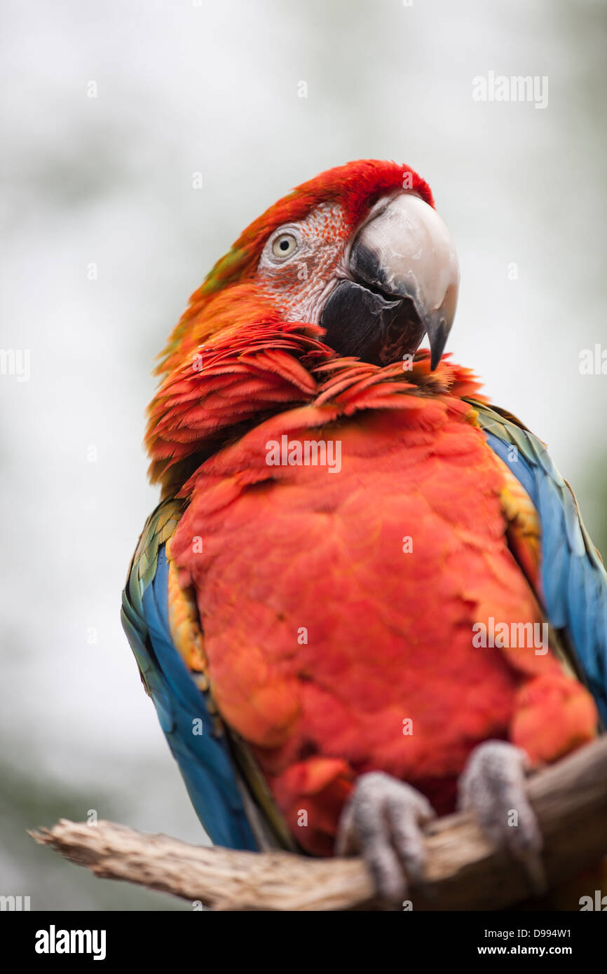 "Diamond" a cross bred Macaw in captivity Stock Photo - Alamy