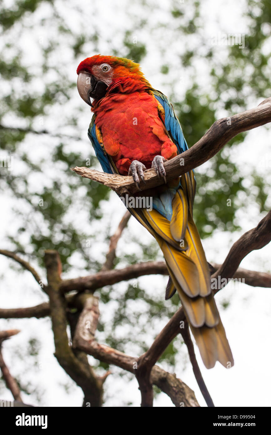 "Diamond" a cross bred Macaw in captivity Stock Photo - Alamy