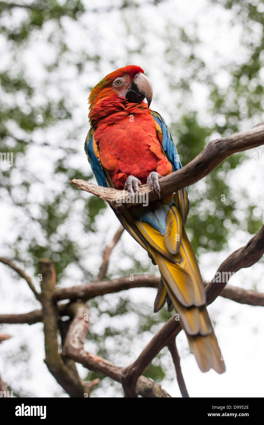 "Diamond" a cross bred Macaw in captivity Stock Photo - Alamy