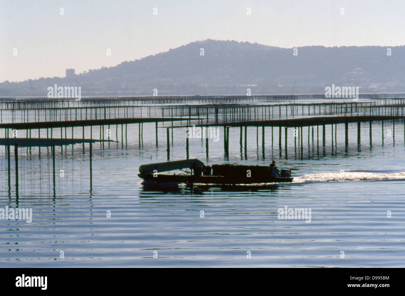France, Languedoc and Roussillon. Meze. Mussel farming Stock Photo - Alamy