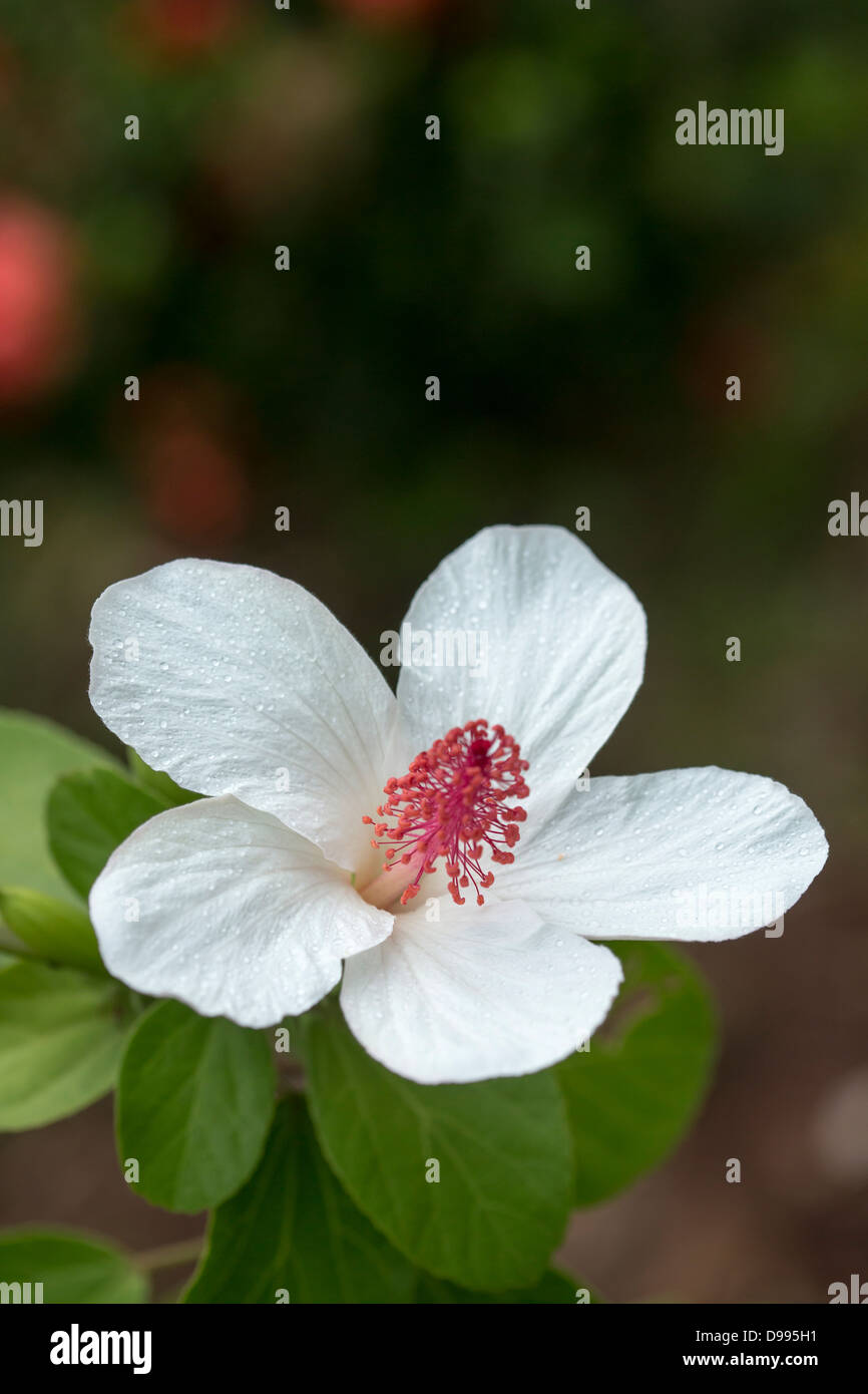 Kokio hibiscus hi-res stock photography and images - Alamy