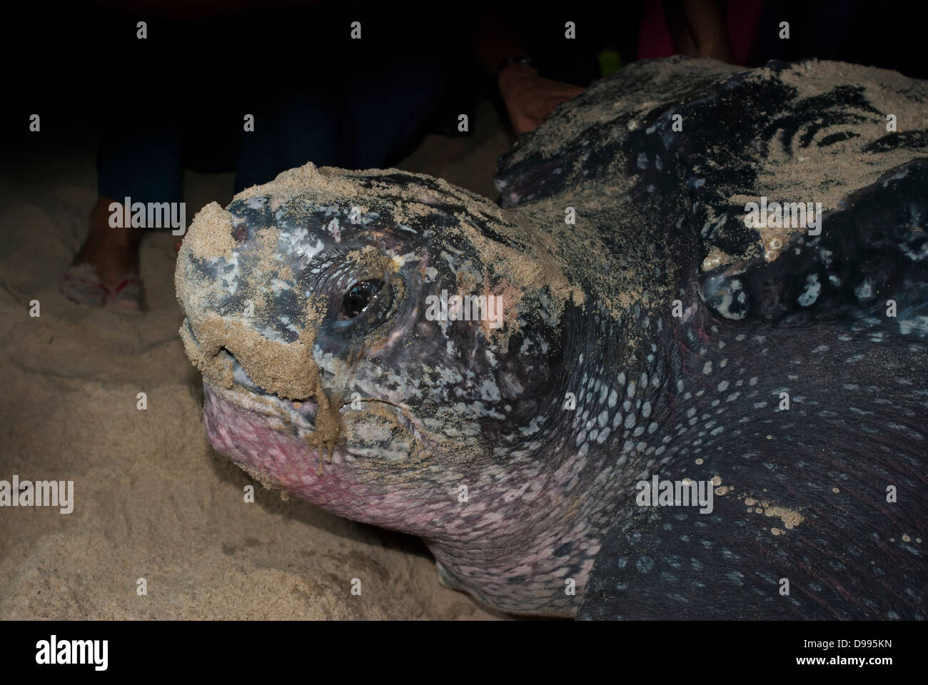 Turtle breed hi-res stock photography and images - Alamy