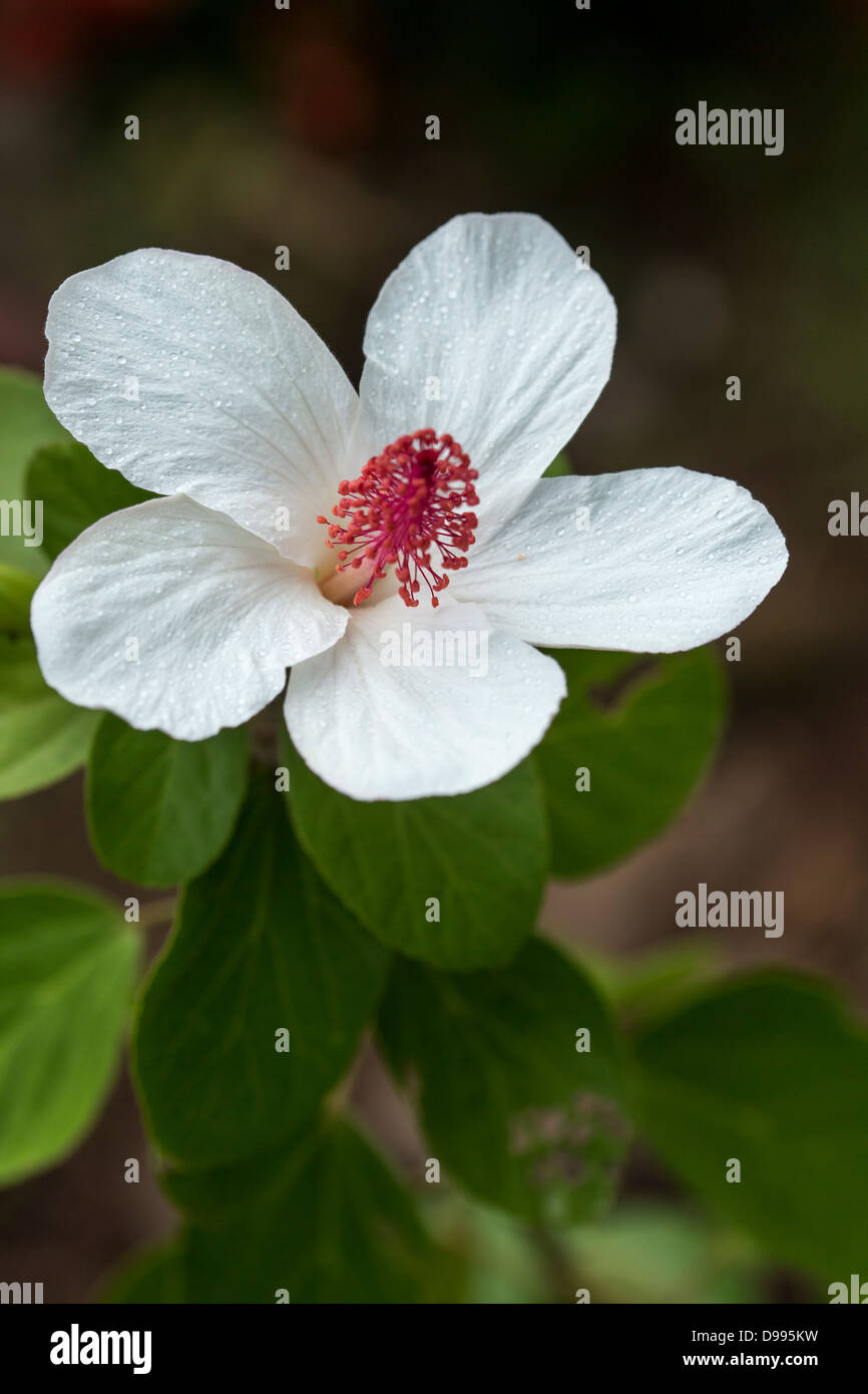 Closeup of Hibiscus Arnottianus, Kokio Keokeo, Pua aloalo Stock Photo ...
