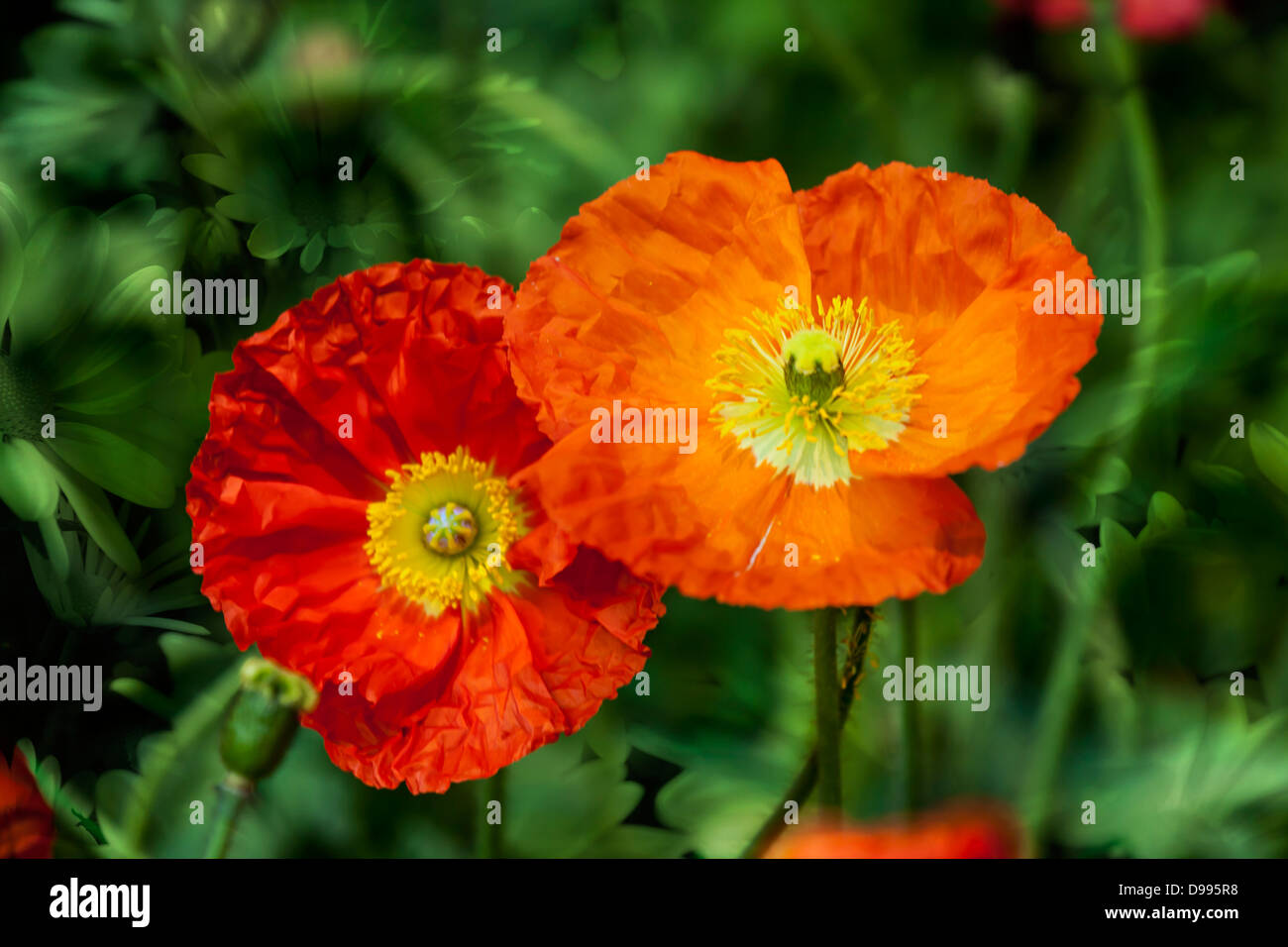Lavender and poppies hi-res stock photography and images - Alamy
