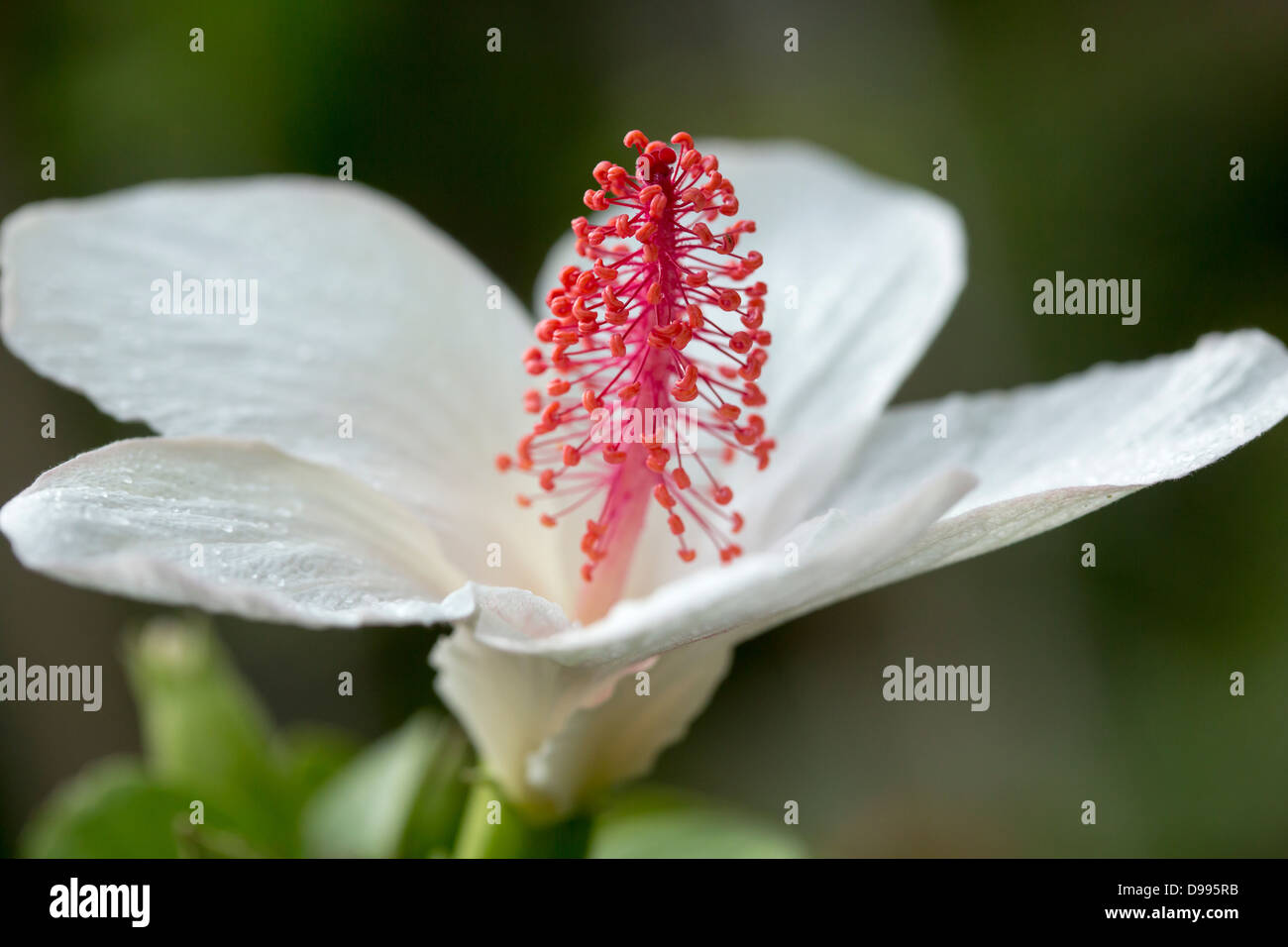 Closeup of Hibiscus Arnottianus, Kokio Keokeo, Pua aloalo Stock Photo ...
