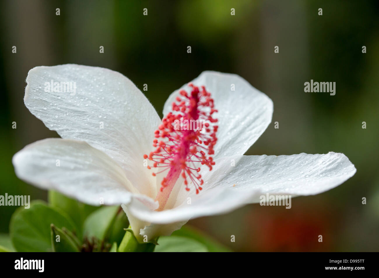 Kokio hibiscus hi-res stock photography and images - Alamy