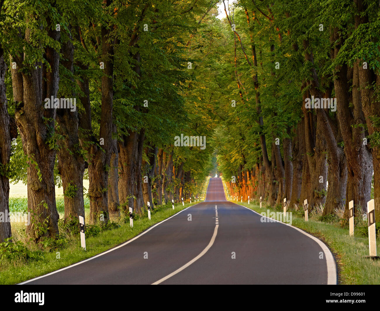 Lime alley between Berkholz and Gollmitz, Brandenburg, Germany Stock ...