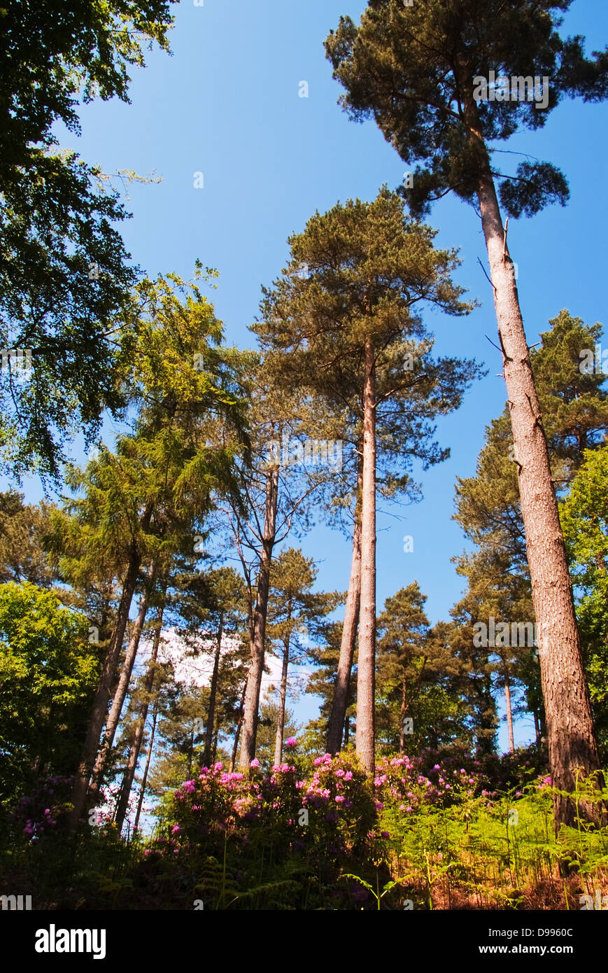 Pine Trees With Flowering Plants Stock Photo - Alamy