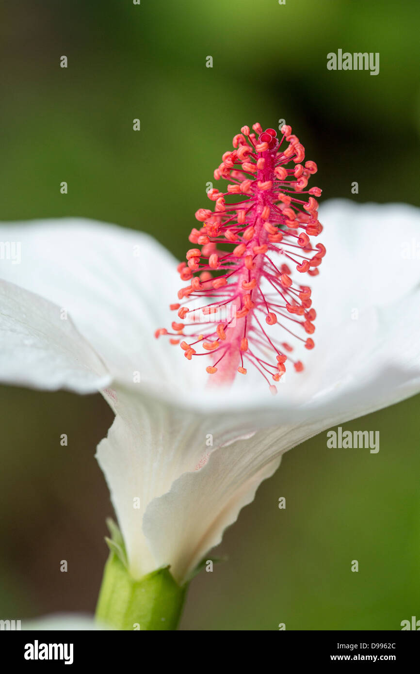 Closeup of Hibiscus Arnottianus, Kokio Keokeo, Pua aloalo Stock Photo ...