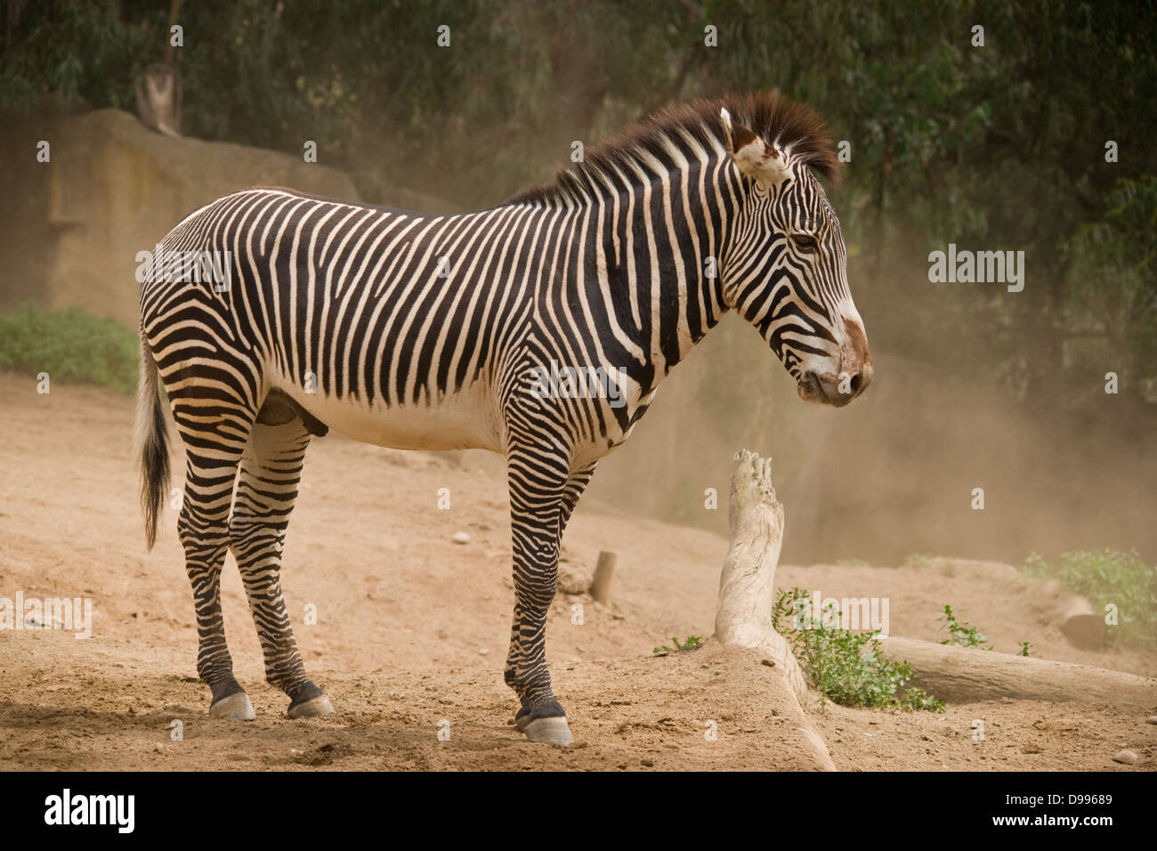 Zoo enclosure hi-res stock photography and images - Alamy