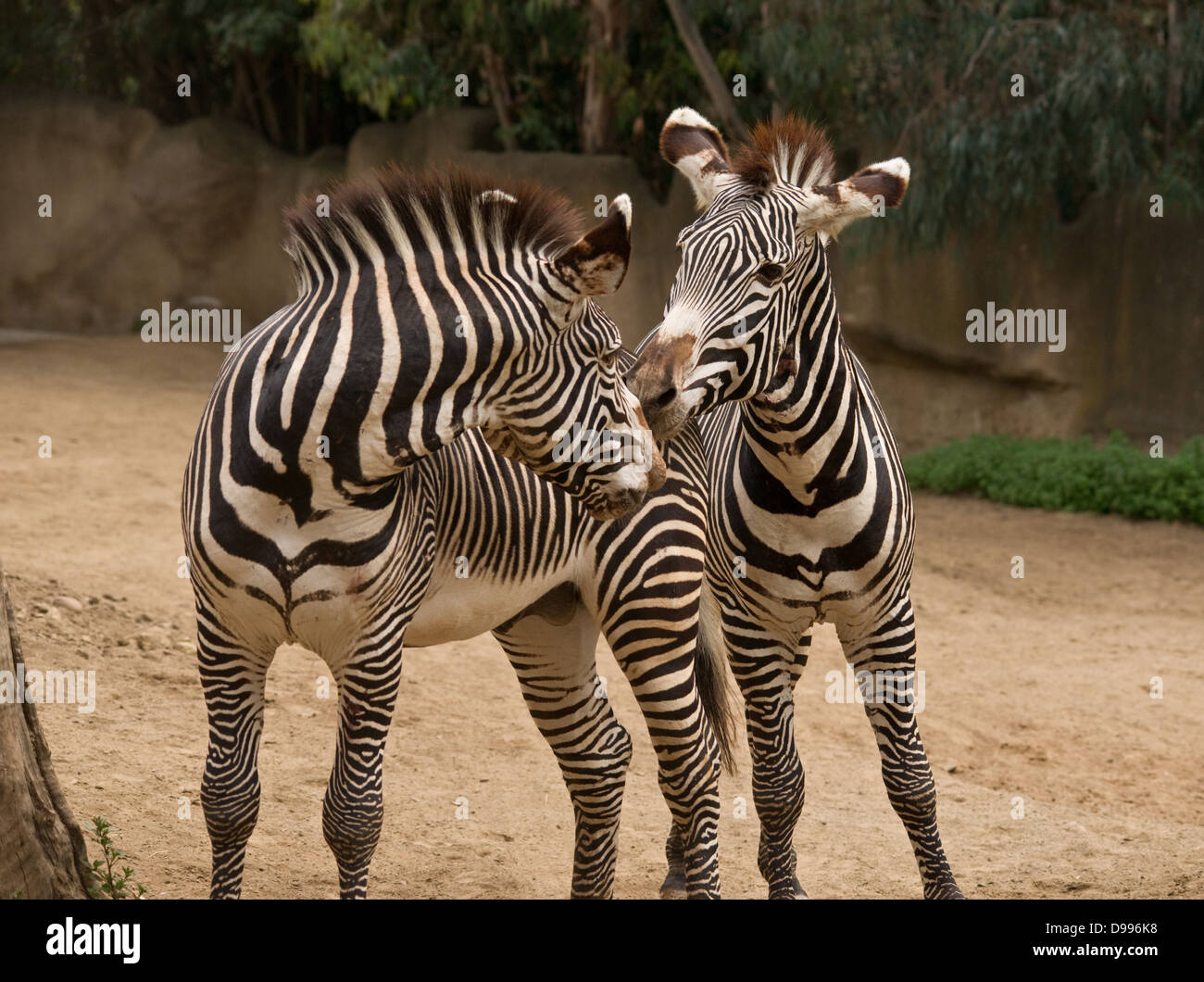 Zoos enclosure hi-res stock photography and images - Alamy