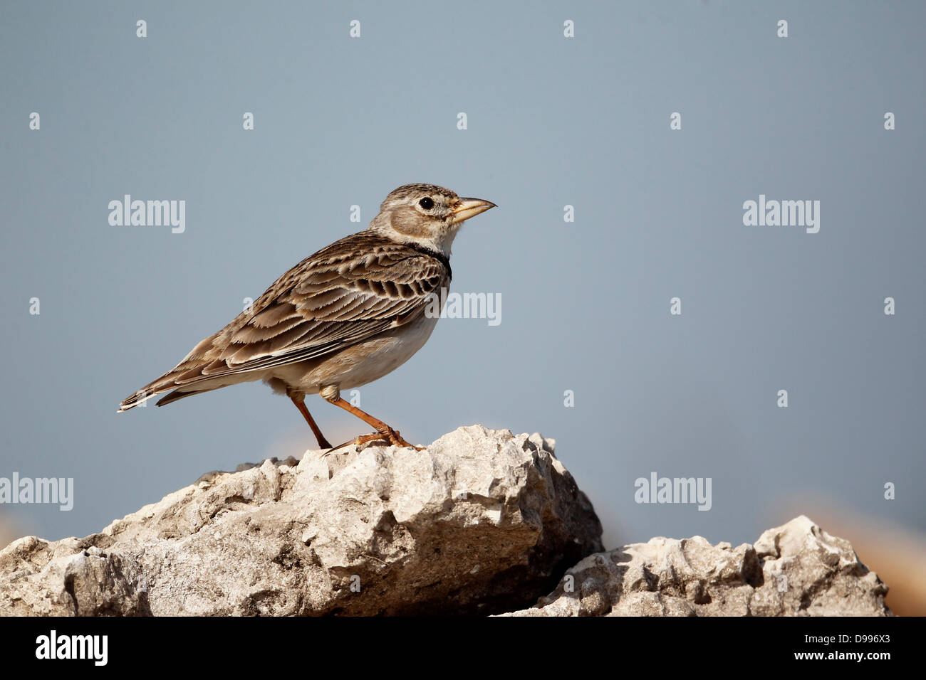Calandra lark, Melanocorypha calandra, single bird on rock, Bulgaria ...