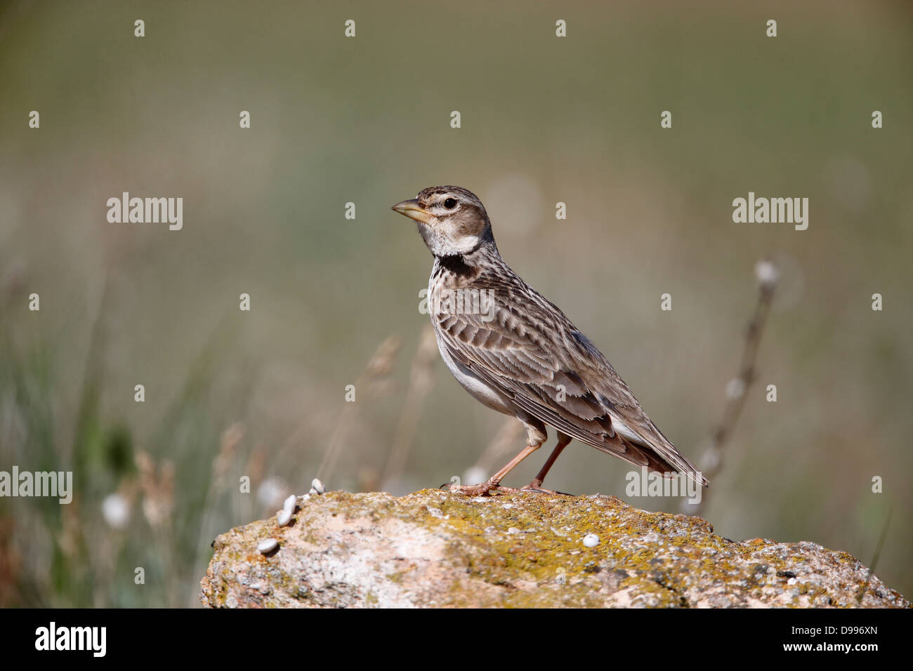 Calandra lark, Melanocorypha calandra, single bird on rock, Bulgaria ...