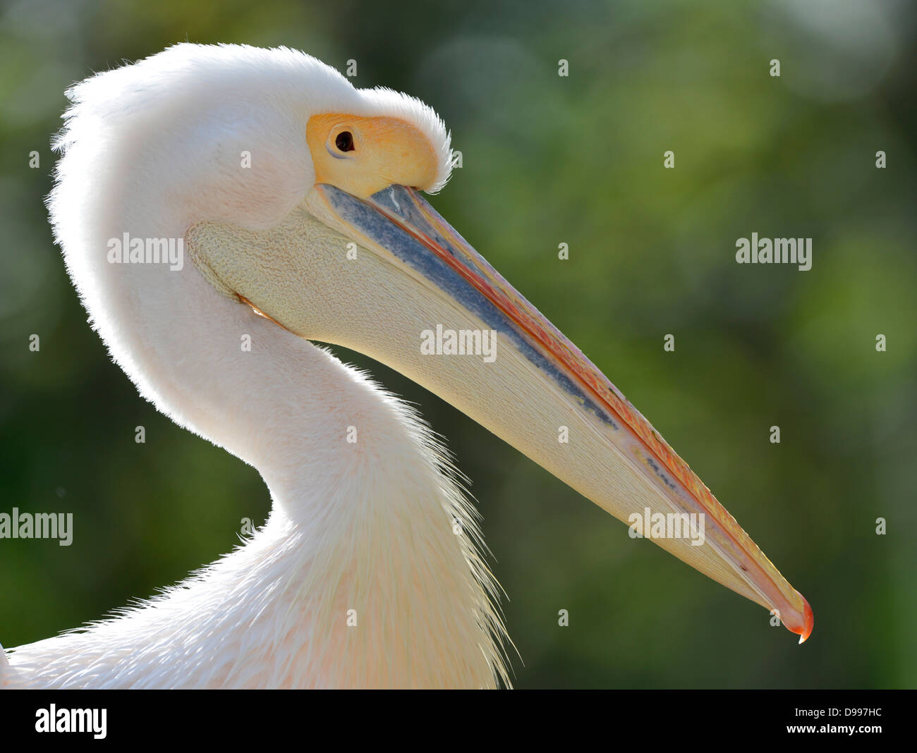 Rose's pelican Pelecanus onocrotalus, portrait, animal Stock Photo - Alamy