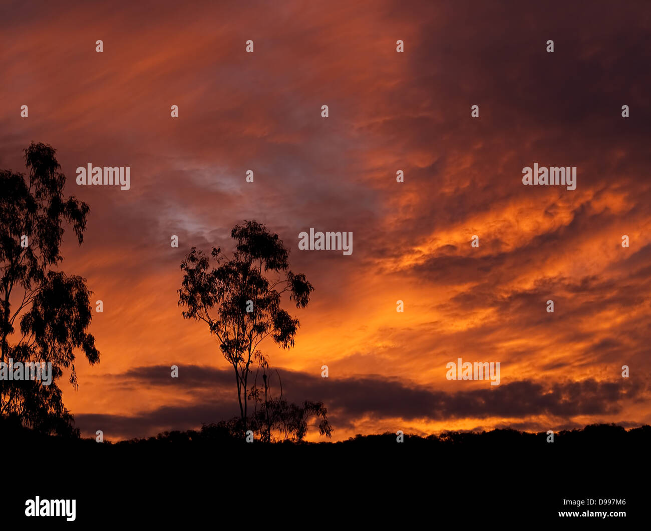 Dramatic colorful Australian sunset with eucalyptus gum tree silhouette ...