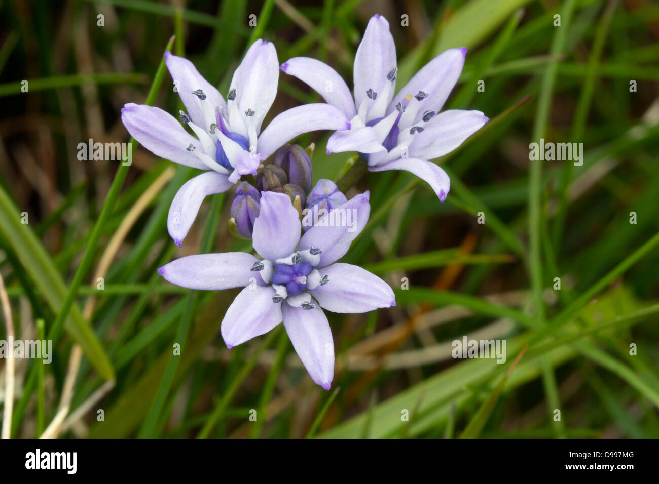 Spring squill scilla verna wales hi-res stock photography and images ...