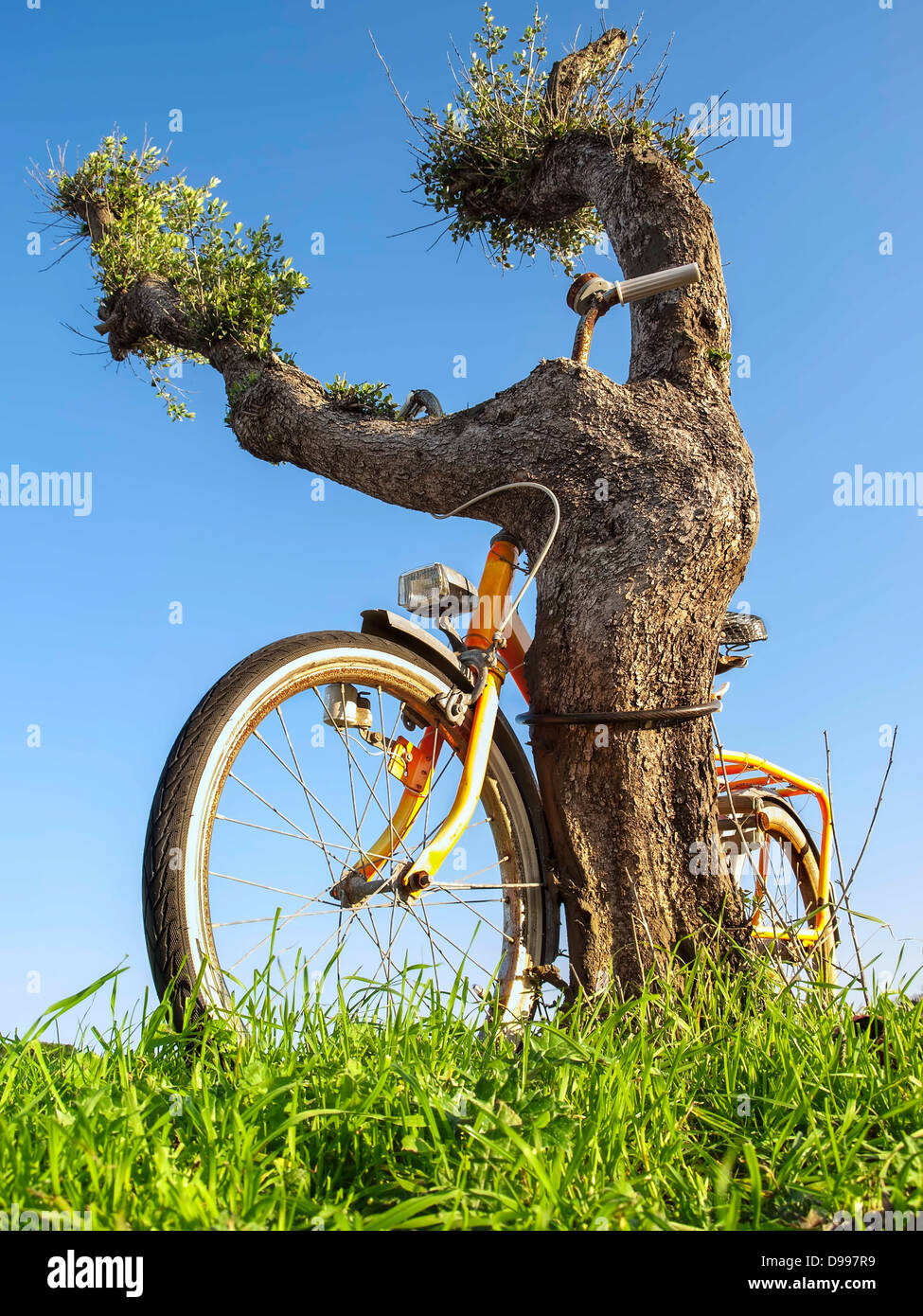 Chained to tree hi-res stock photography and images - Alamy