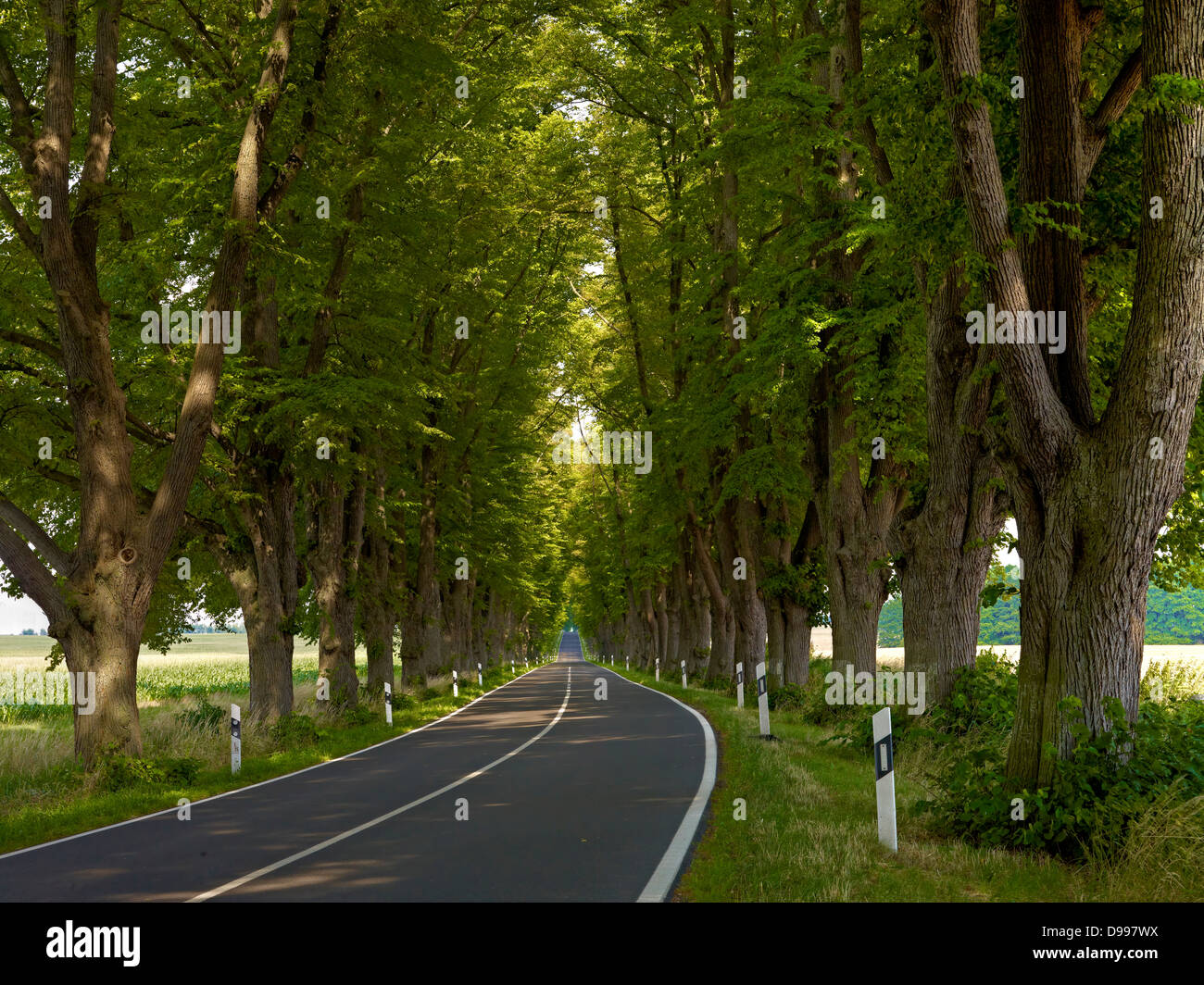 Lime alley between Berkholz and Gollmitz, Brandenburg, Germany Stock ...