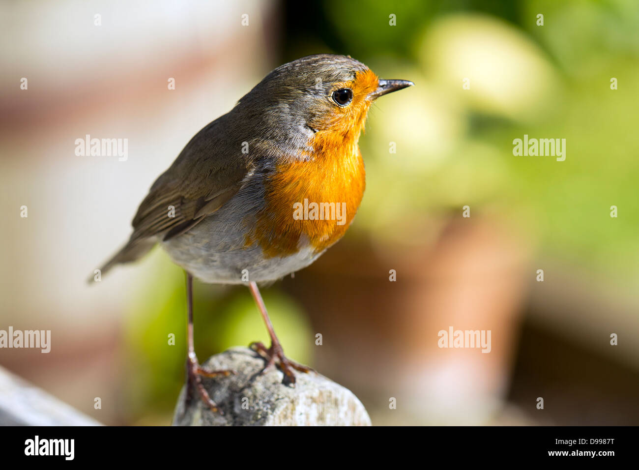 European Robin (Erithacus rubecula Stock Photo - Alamy