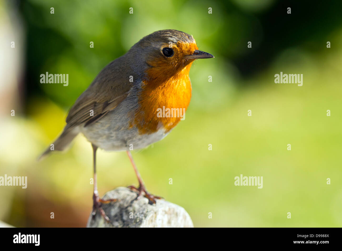 Erithacus rubecula hi-res stock photography and images - Alamy
