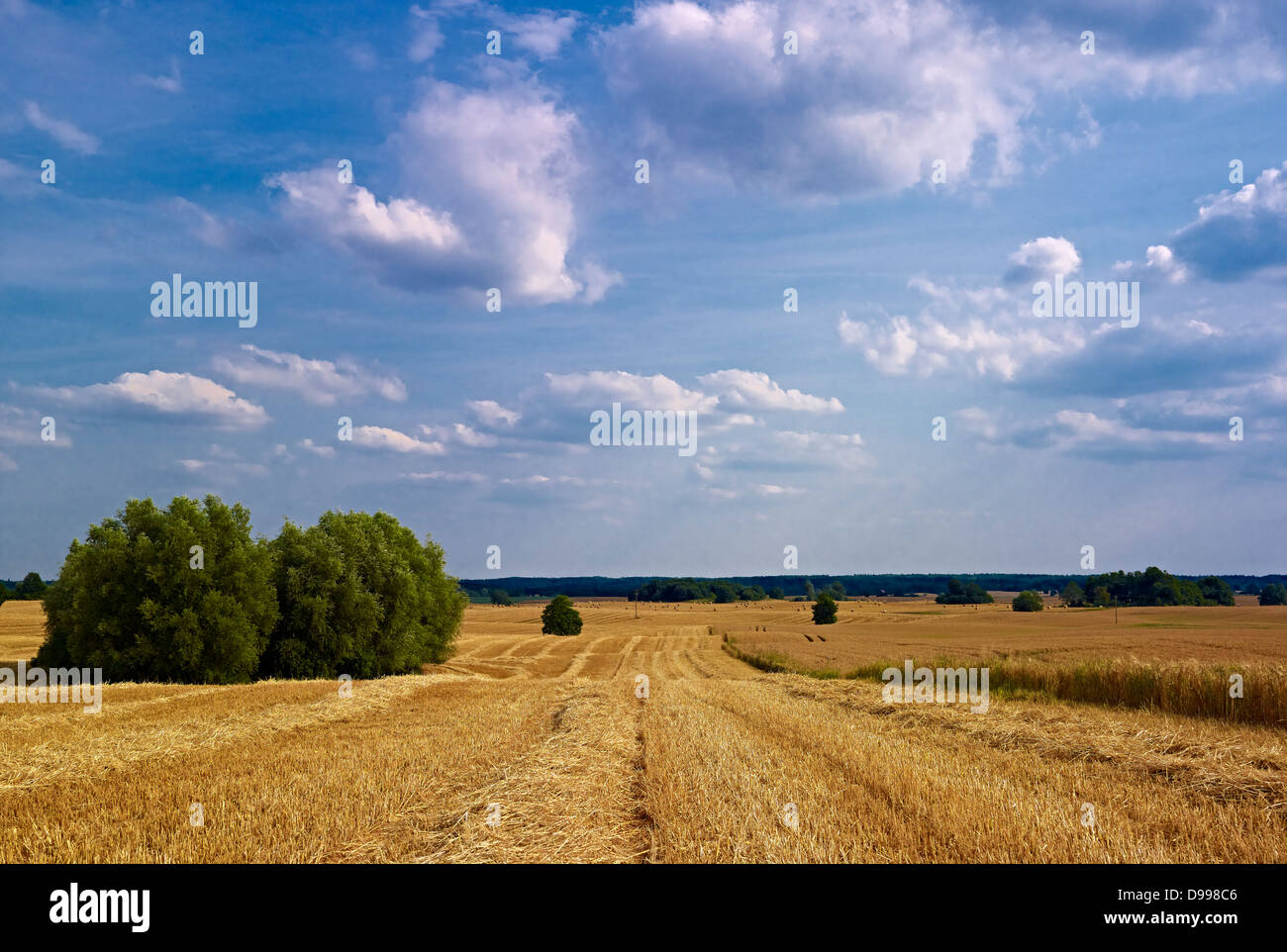 Cornfields at Hardenbeck, Brandenburg, Germany Stock Photo - Alamy