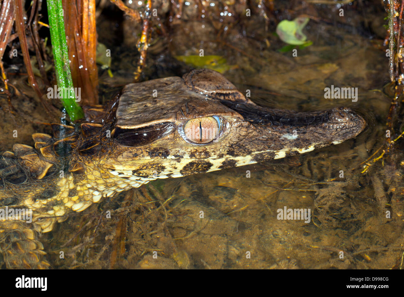 Dwarf Caiman (Palaeosuchus trigonatus) in a rainforest creek at night ...