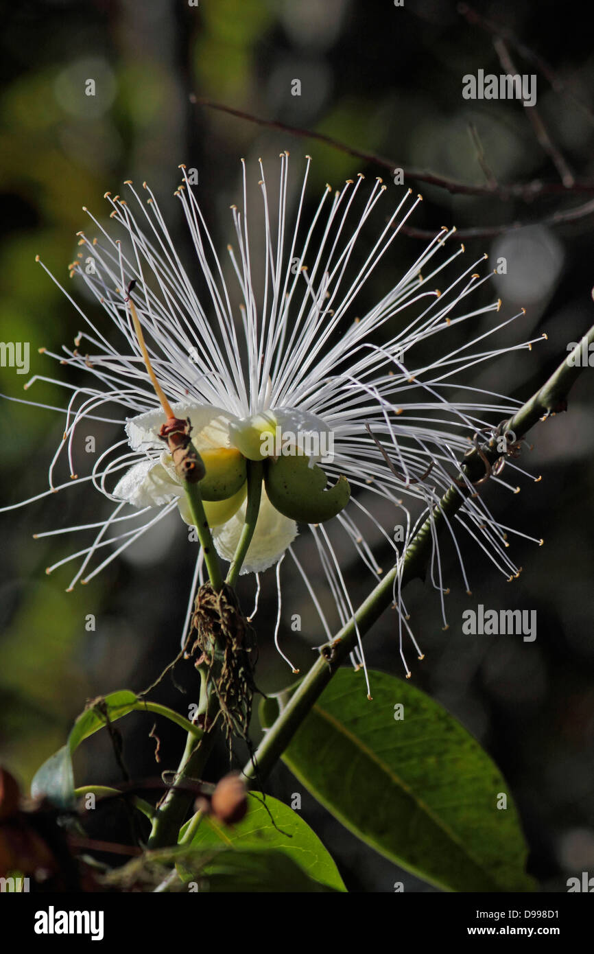 Hemispheric Rose-Apple, Syzygium hemisphericum Stock Photo - Alamy