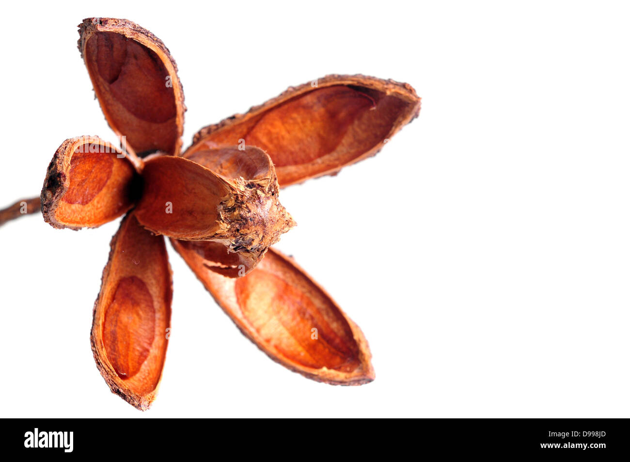 Spanish cedar hi-res stock photography and images - Alamy